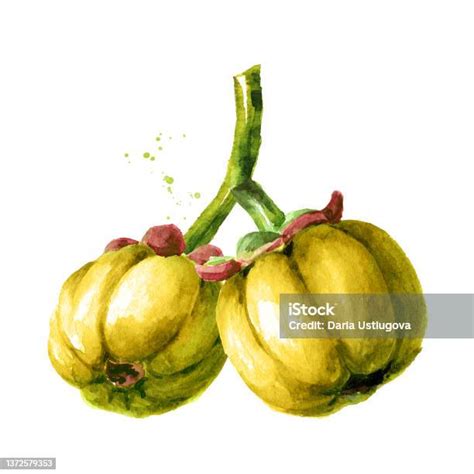 가르시니아 캄보디아 아트로비리디스 가지와 과일 슈퍼푸드 항산화제 흰색 배경에 고립 된 손으로 그린 수채화 그림 가르시니아에 대한