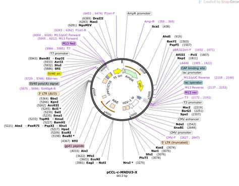 New England Journal Of Medicine Study Confirms Viral Promoter With Sv40 Sequence Causes Cancer