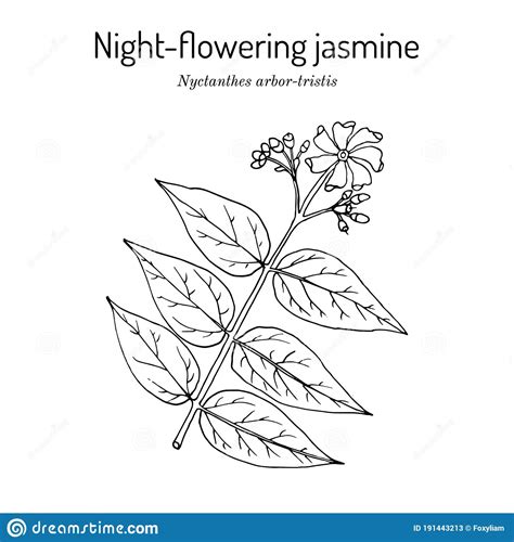 夜花茉莉花紫草药用植物 向量例证 插画 包括有 自然 花卉 现有量 例证 公用 灌木 植物群 191443213