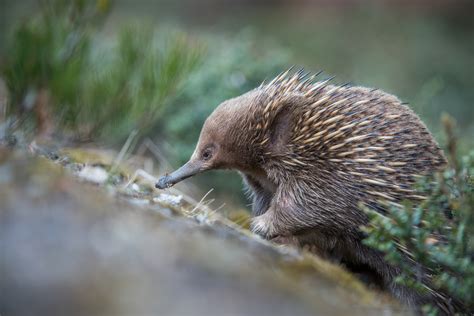Echidna Sean Crane Photography