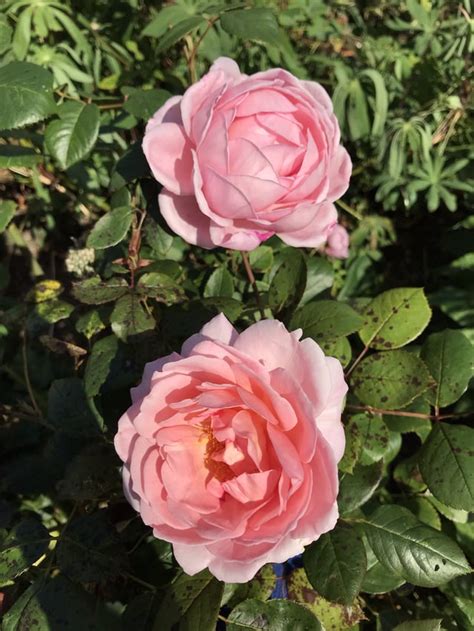 This Years Brother Cadfael Rose In My Garden Flowers