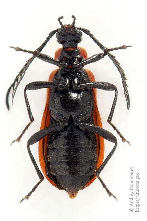 Photo Schizotus Pectinicornis