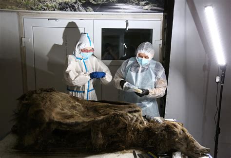 Scientists Cut Up 3500 Year Old Bear Frozen In Siberian Permafrost
