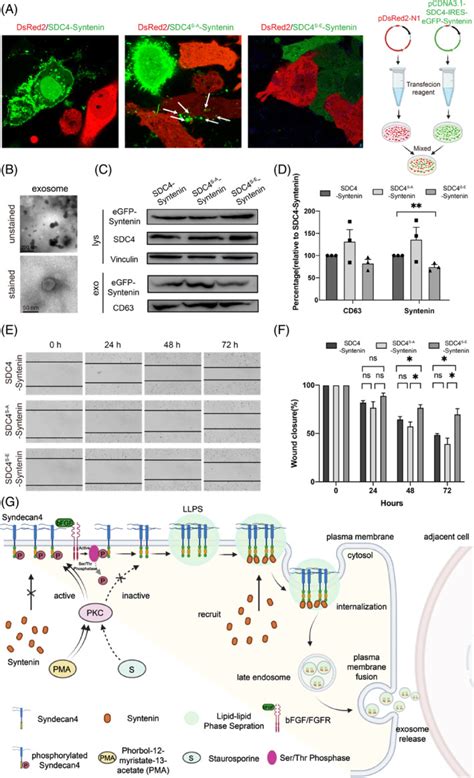 Phosphorylation‐regulated Phase Separation Of Syndecan‐4 And Syntenin