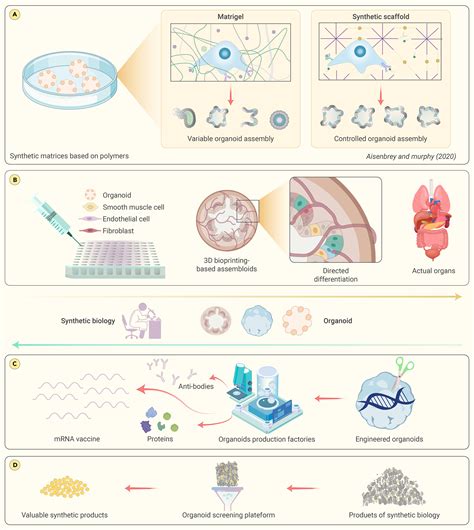 Landscape Of Human Organoids Ideal Model In Clinics And Research