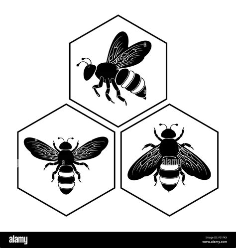 Abeille avec du miel Banque d images détourées Alamy