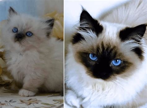 Ragdoll Seal Mitted Cats Verify Out The Stunning Transition