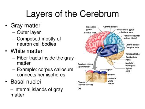 Intro To Neurons And The Cns Ppt Download