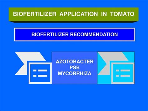 Introduction The Recommended Biofertilizer For Tomato Are Azotobacter