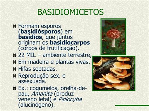 Ppt Reino Fungi Powerpoint Presentation Id 3550784