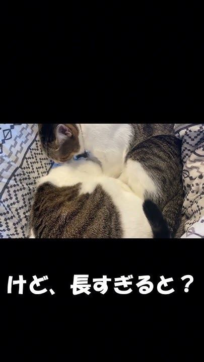一緒に寝たい 猫 猫のいる生活 猫好きさんと繋がりたい 猫がいる幸せ Shorts 保護猫 Cat 猫のいる暮らし Youtube