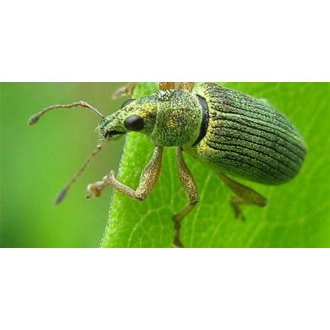 เชื้อบิวเวอร์เรียเมธาไรเซียม ขนาด1ลิตร Boonkaer Thaipick