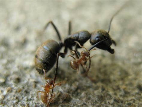 Introduction To The Study Of Ants Riverside Center For Imaginative