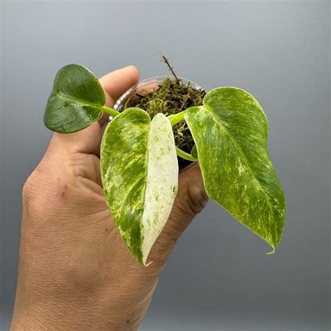 Philodendron Giganteum Blizzard Variegated Rare Plant 4 Popsfactory