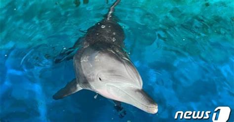 남방큰돌고래 비봉이 훈련모습 13일부터 해양환경포털 통해 사진·동영상 공개