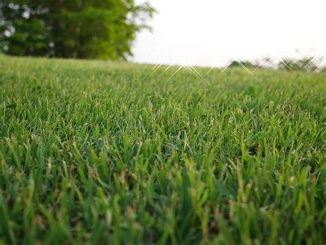Bermuda Grass Vs Fescue Which Is Right For Your Yard