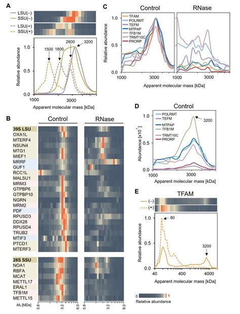 Abundance Profiles Of Mitochondrial Nucleoprotein Complexes In The Download Scientific Diagram