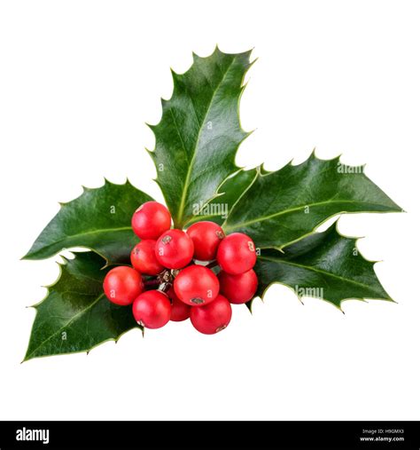 Holly Berry S Instagram Twitter Facebook On Idcrawl