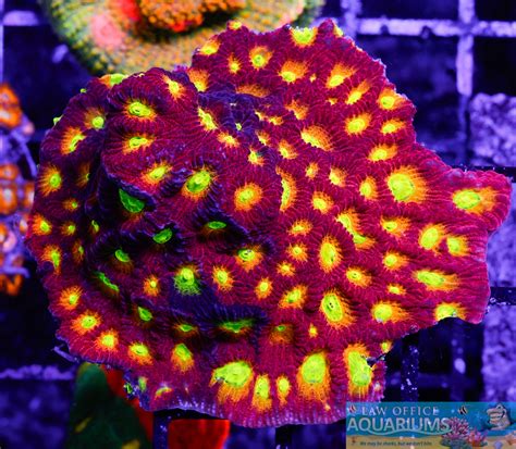Cb Flamethrower Favia Law Office Aquariums