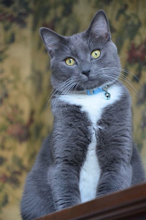 Gray Tuxedo Cat With Blue Eyes