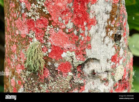 Red Lichen On Trees 15 Tree Fungus Types How To Identify And Treat