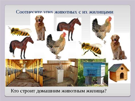 Домашние животные презентация доклад проект скачать