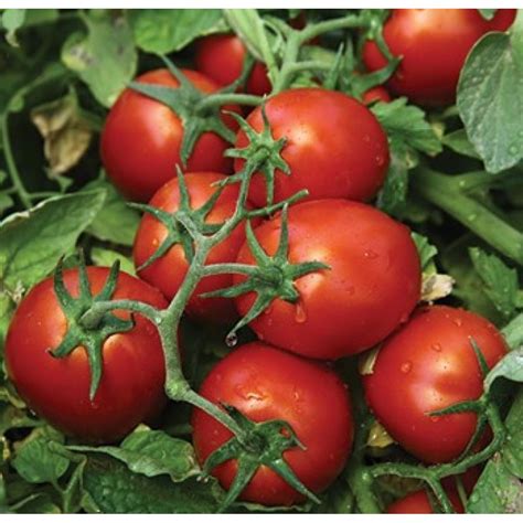 Домати Чибли F1 Chibli F1• Магазин за семена