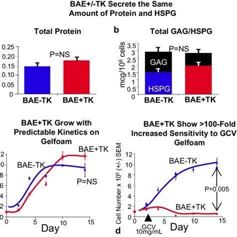 Bovine Aortic Endothelial Cells Bae Lipofected With Control Plasmid