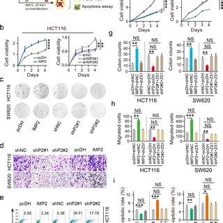 IMP2 Mediates Biological Characteristics By Regulating ZFAS1 Expression