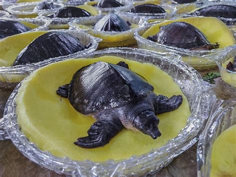 Tracking The Illegal Trade In Papuas Pig Nosed Turtles Earth