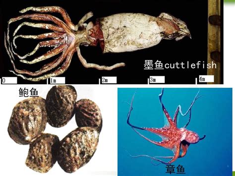 第一章 鱼体的外部形态 word文档在线阅读与下载 无忧文档