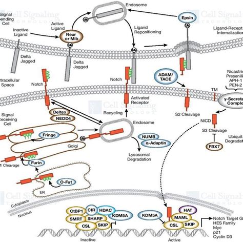 Notch Signaling Cardiac Maintains Adult Tissue Homeostasis The Notch