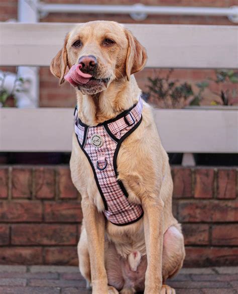 Clueless Classic Cookieandchewkie