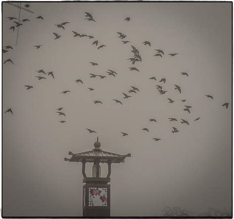 洛陽 無人的洛浦 是飛鳥的天堂 每日頭條