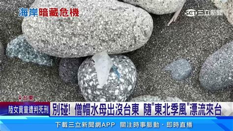 東部海灘見「劇毒藍寶石」僧帽水母死亡仍有毒｜三立新聞網 Youtube