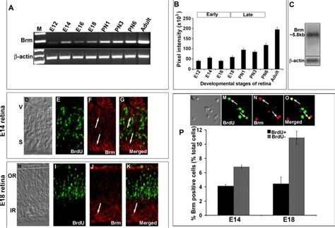 Temporal And Spatial Expression Of Brm In Rat Retina Temporal Analysis Download Scientific