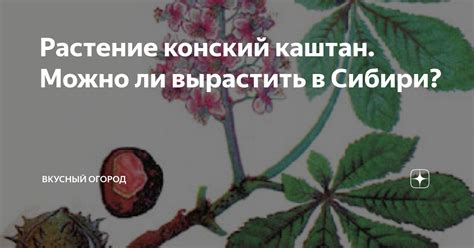 Растение конский каштан Можно ли вырастить в Сибири ВКУСНЫЙ ОГОРОД
