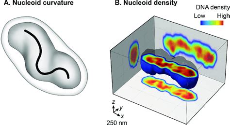 Nucleoid As A Helical Ellipsoid With Longitudinal High Density Dna