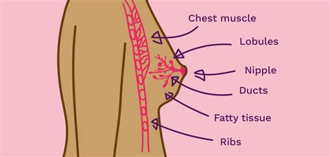 Duct Ectasia Symptoms Causes And Treatment Breast Cancer Now