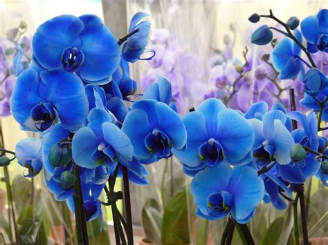 How To Grow A Blue Orchid At Home Methods Care And Tricks