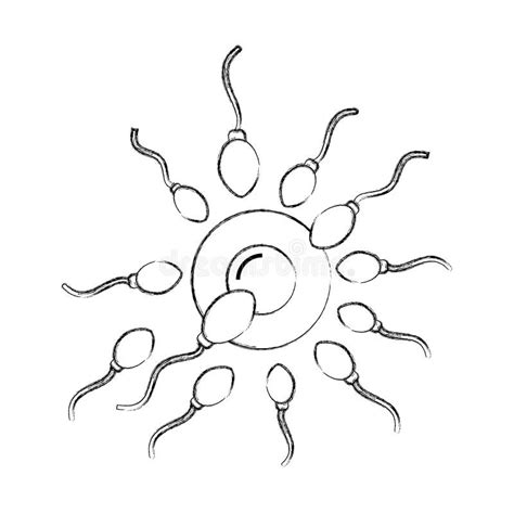 Fertilization Ovum Stock Illustrations 2453 Fertilization Ovum Stock
