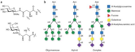 Mammalian Glycoproteinsa Structures Of Representative Glycopeptide Download Scientific
