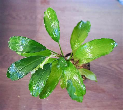 Yahooオークション Bucephalandra Sp Motorleyana Padawan