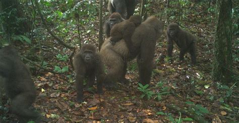 World Rainforest Day 2025 Rainforests Are Exceptional Biodiversity