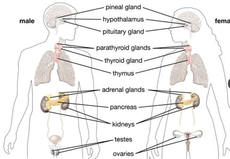 Endocrine Glands Flashcards Quizlet