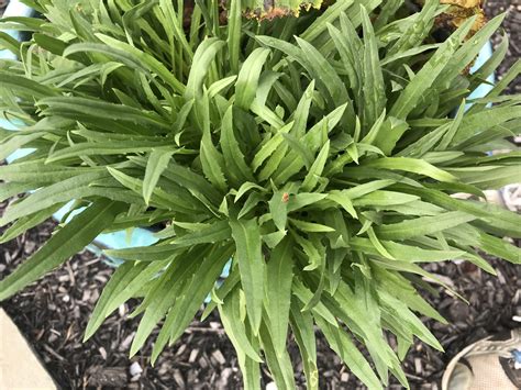 Siberian Wallflower Seedling