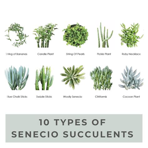 Top 100 Popular Succulent Pictorial Guide