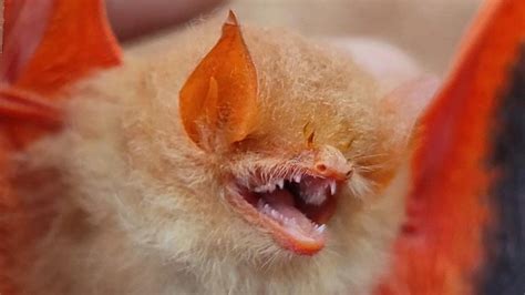 Chhattisgarh Rare Orange Bat Spotted In Bastars Kanger Valley