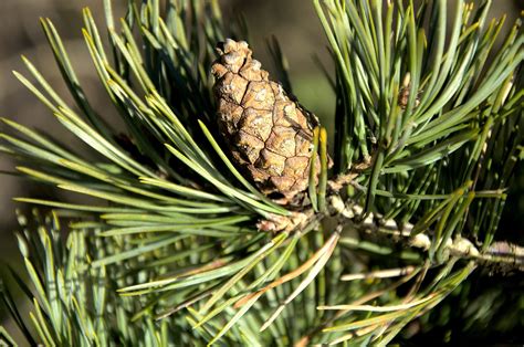 Tree Spruce Cones Pine Free Photo On Pixabay