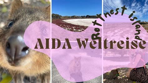 AIDA Weltreise 2023 24 Süße Quokkas auf Rottnest Island und